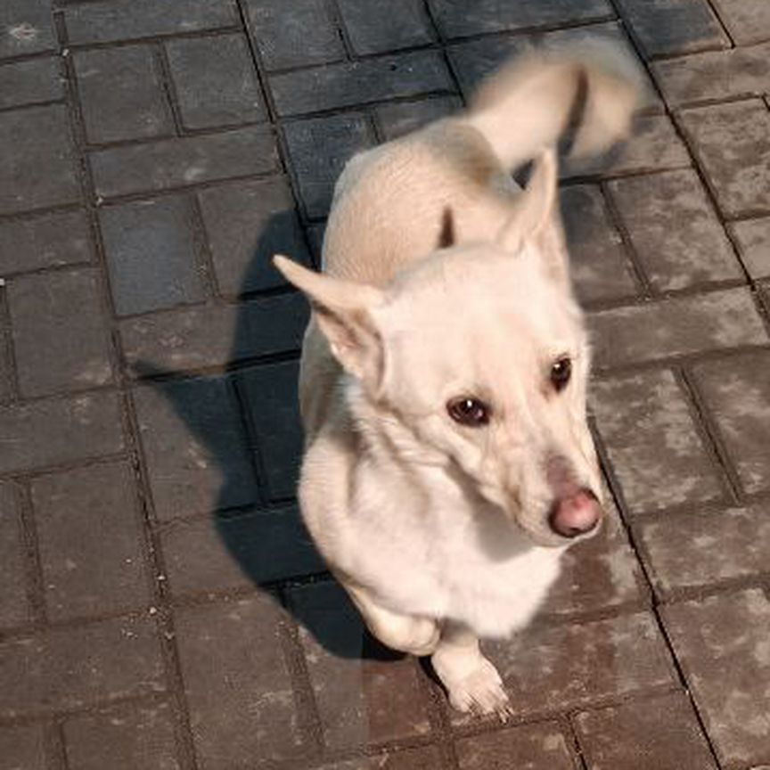 Взрослый пёс в добрые руки