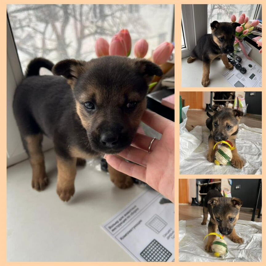 Щенок, дарящий счастье