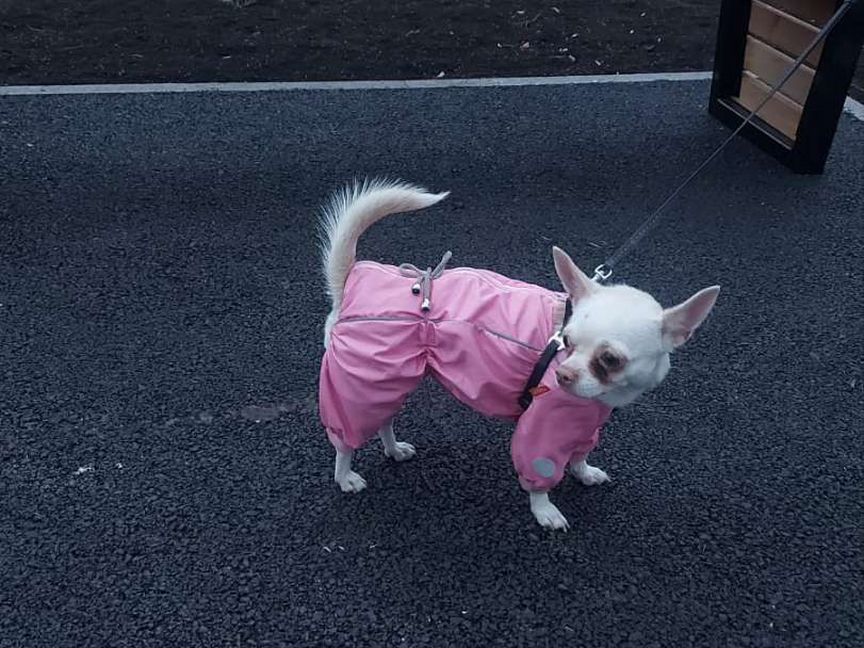 Чихуахуа девочка