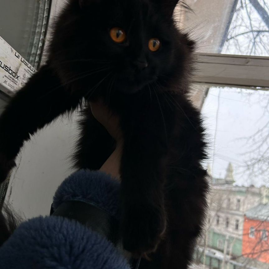 Котик 6 мес