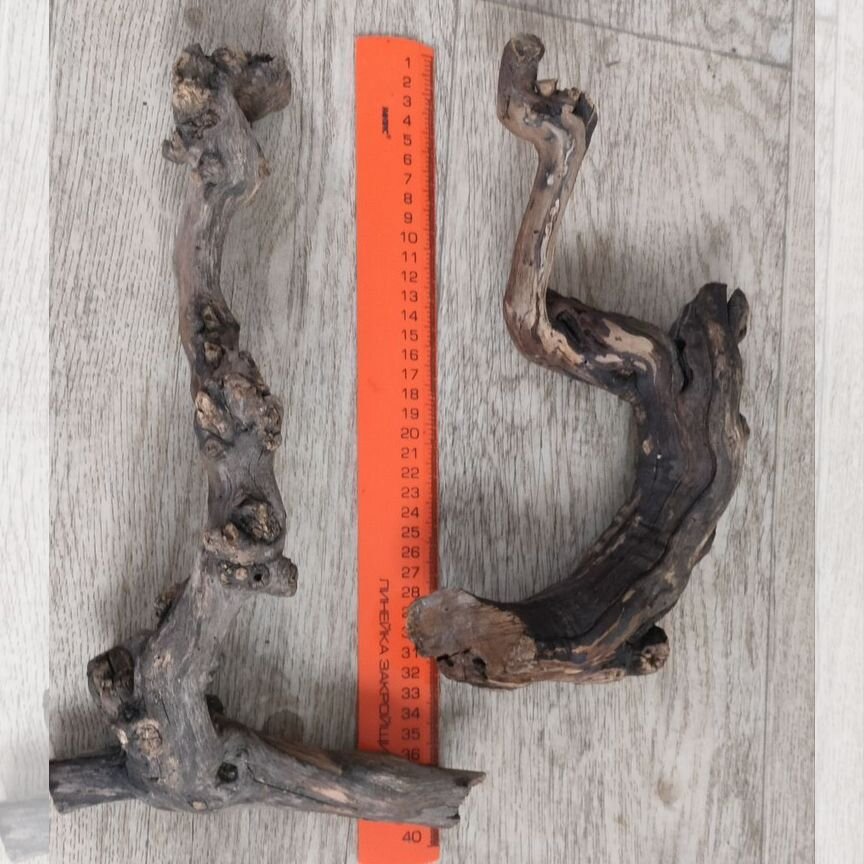 Виноградная лоза