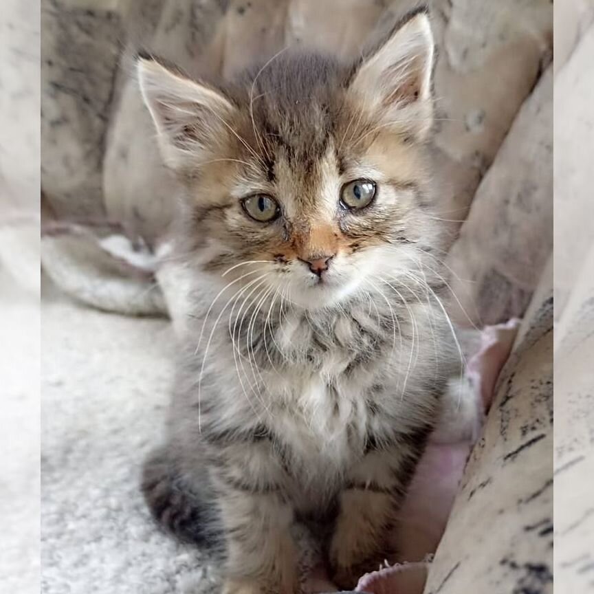 Котенок - лисенок в добрые руки