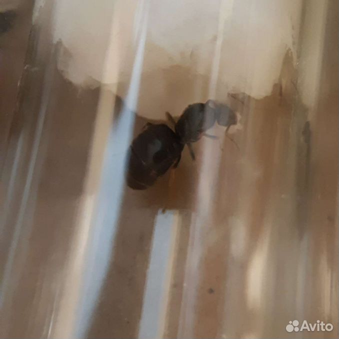 Муравьи вида Lasius Niger, самка с расплодом