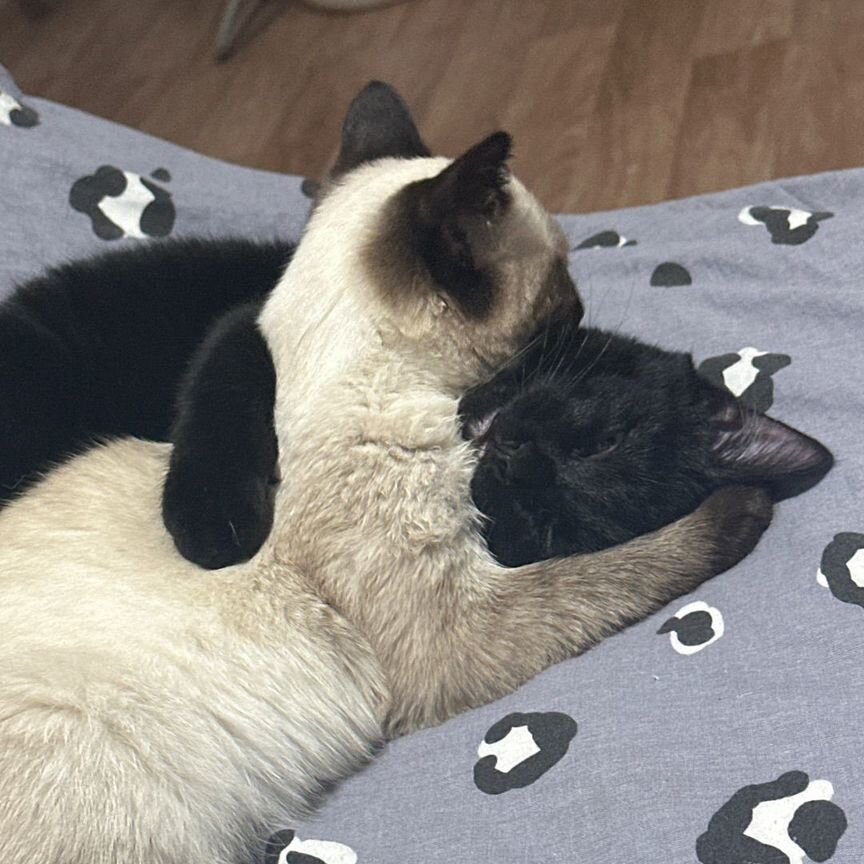 Отдам котенка в добрые руки