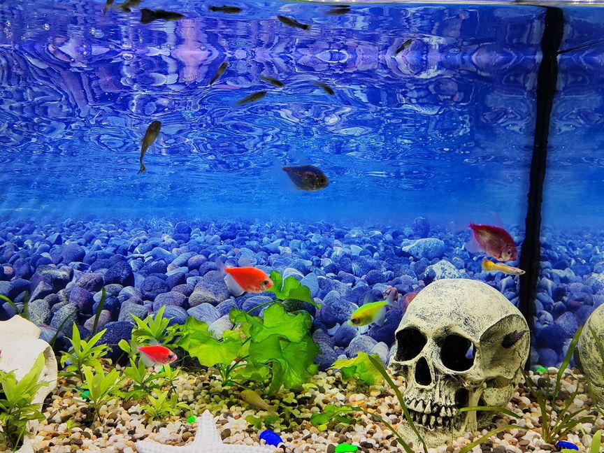 Рыбы тернеции