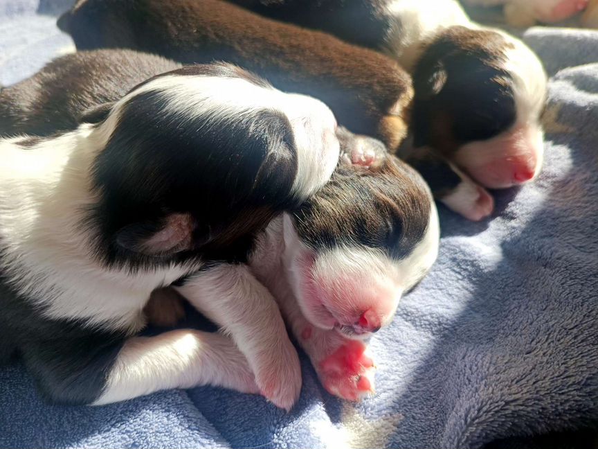 Щенки аусси