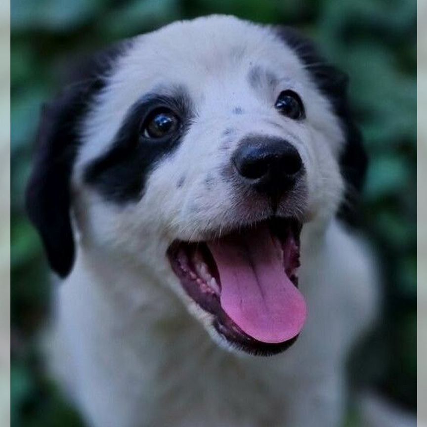 Щенок бесплатно в добрые руки