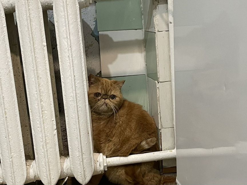 Домашние животные кошки