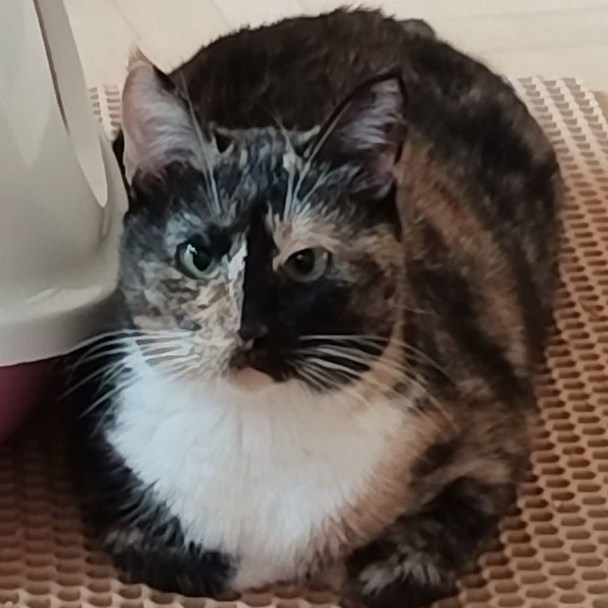 Кошечка Черри