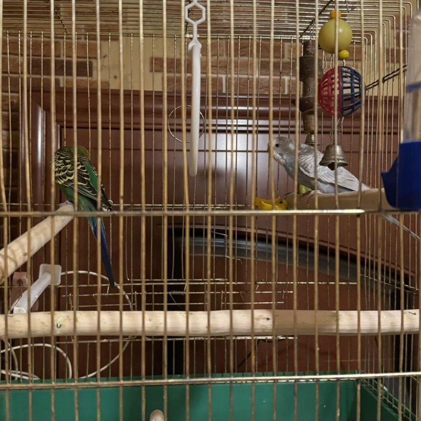 Волнистый попугай с клеткой