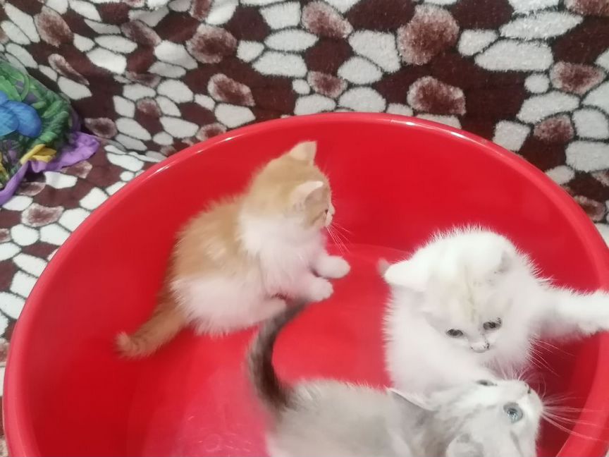 Котята 1, 5 месяца в добрые руки 3 кота и кошечка