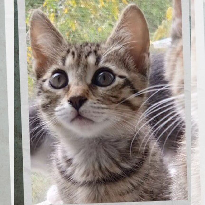 Чудесная малышка котёнок в добрые руки