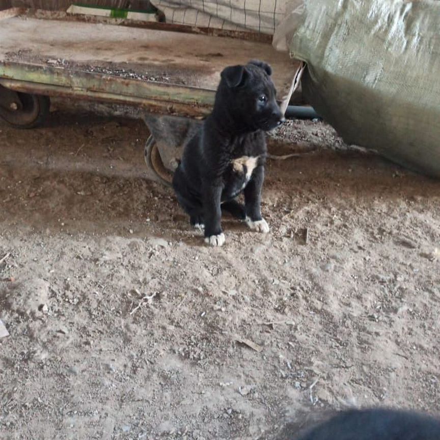 Щенята в добрые руки