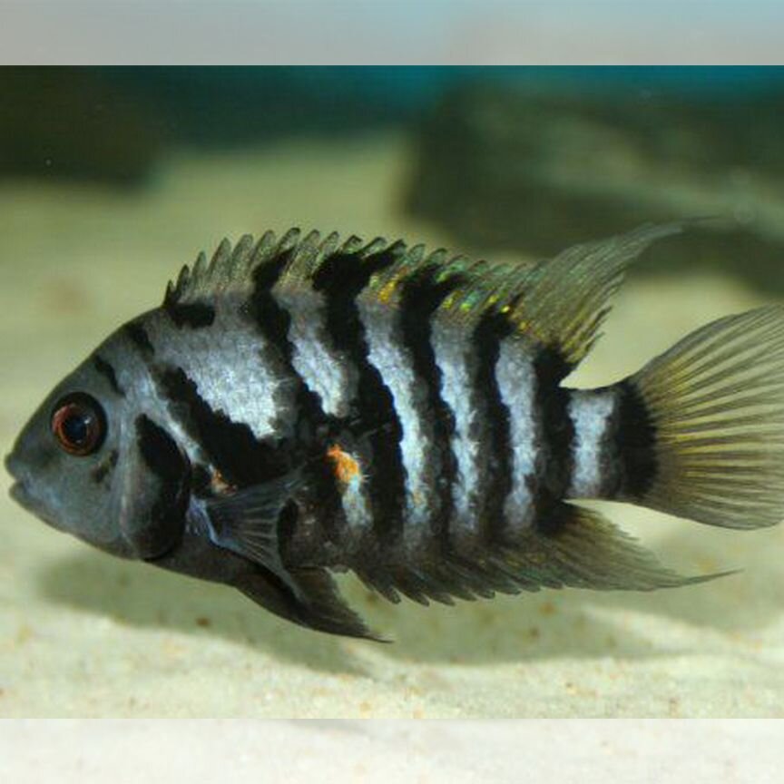 Цихлозома чернополосая