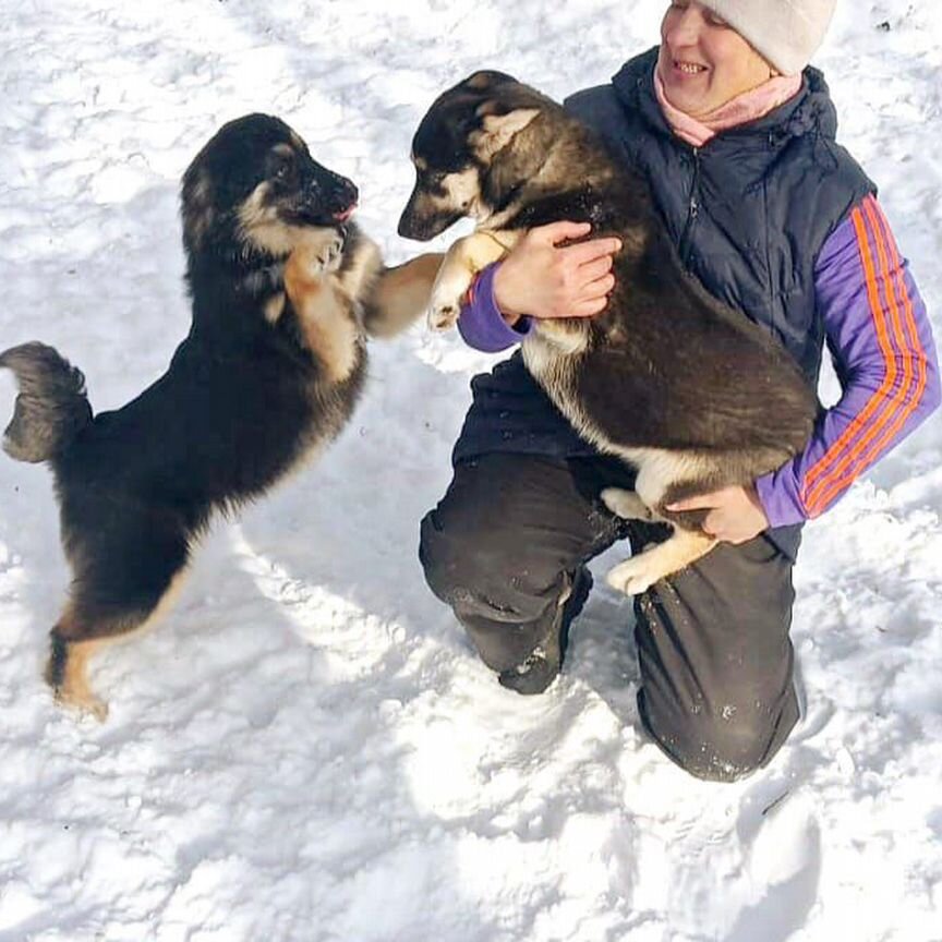 Щенки Жулька и Бонька в добрые руки