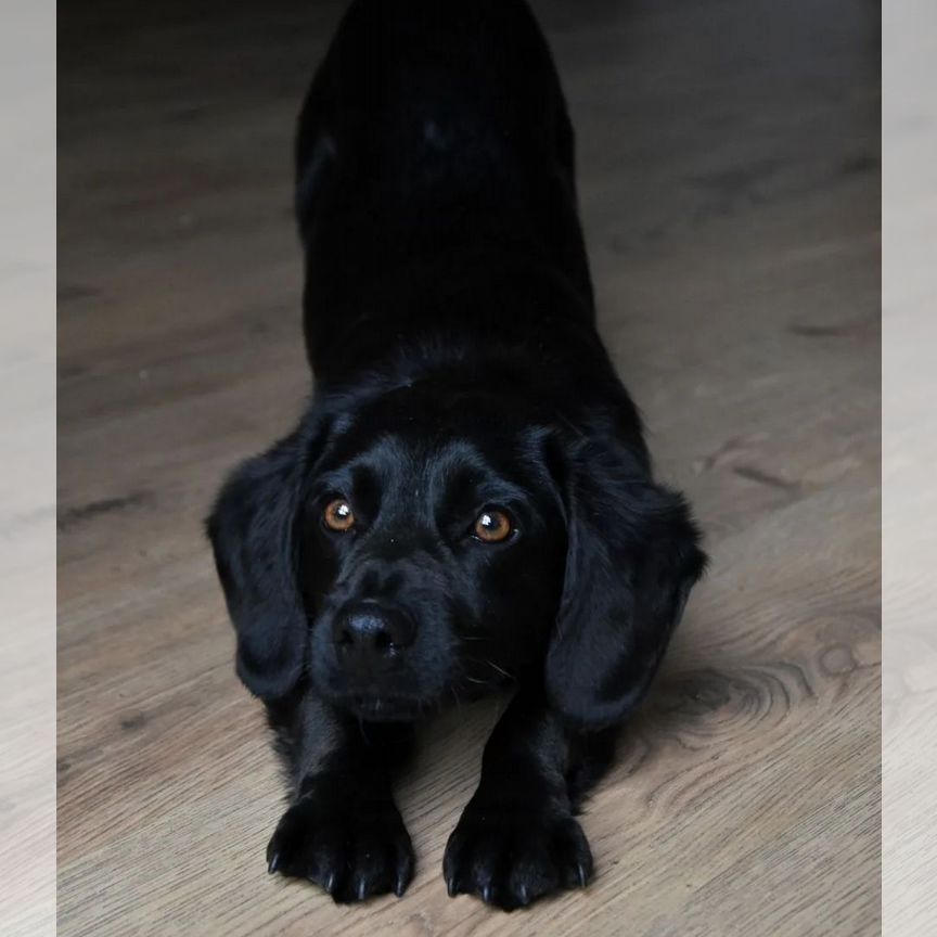 Взрослый пёс в добрые руки