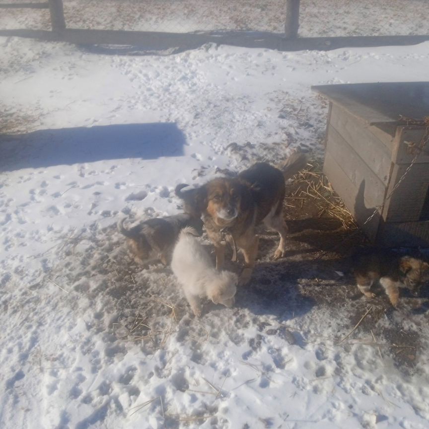 Щенки от мелкой дворняжки