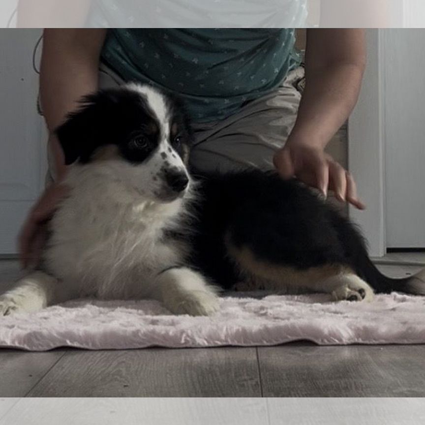 Австралийская овчарка, щенок