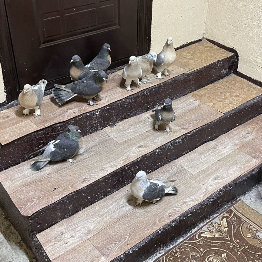 Турецкие такла