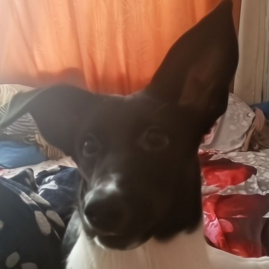 Взрослая собака в добрые руки