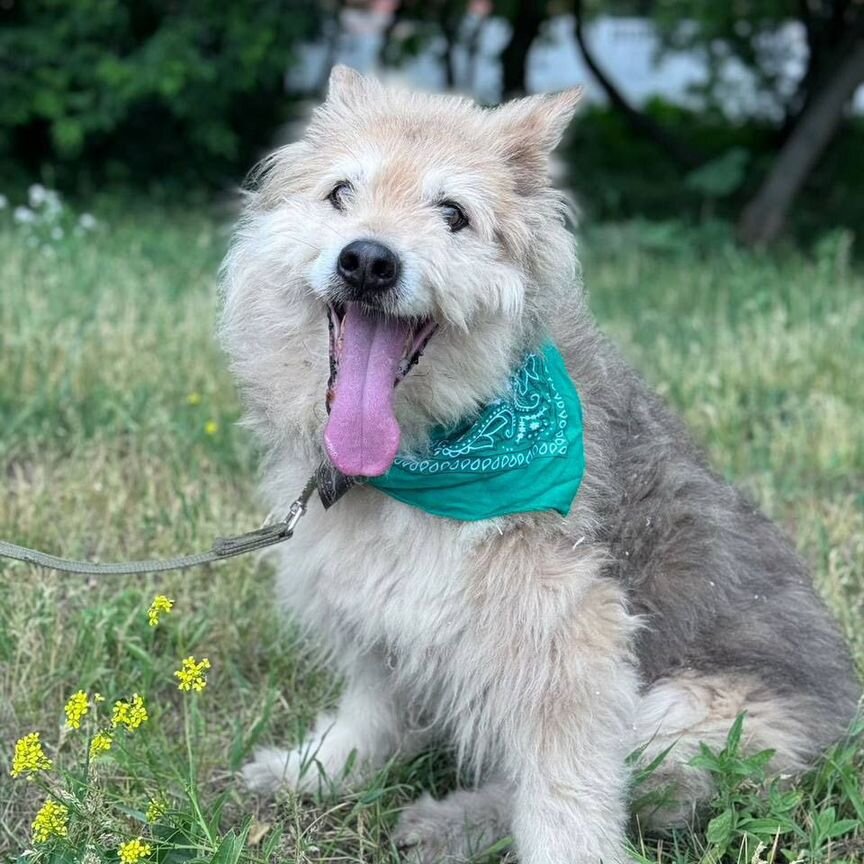 Добрая собака Кеша из приюта Некрасовка