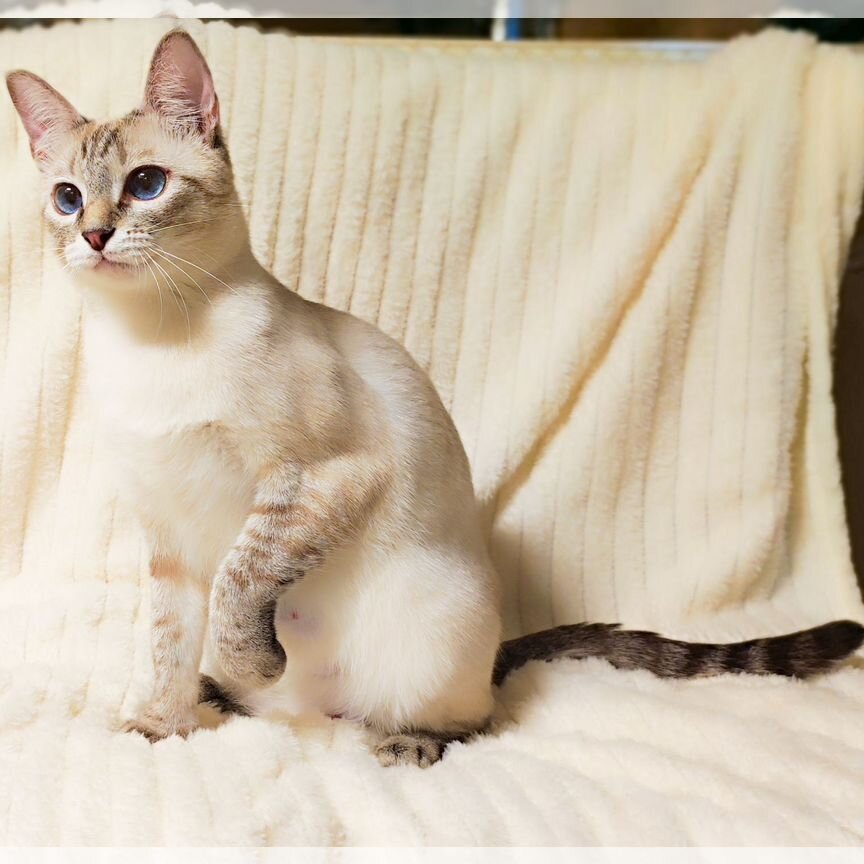 Тайская, взрослая кошка