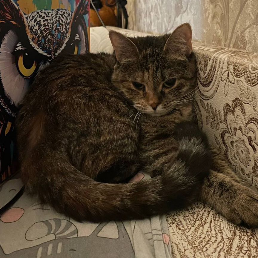 Взрослая, кошка в добрые руки