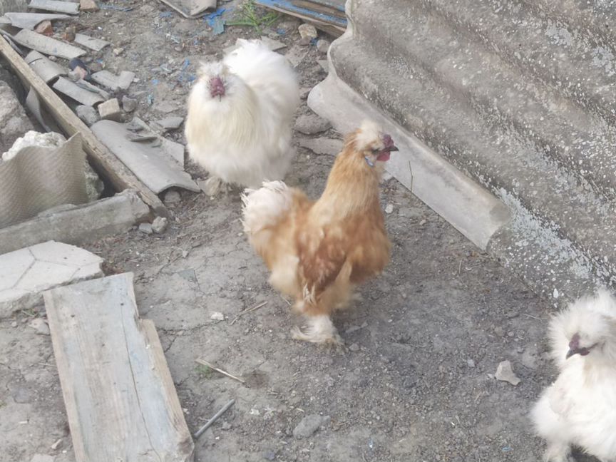 Куры петухи