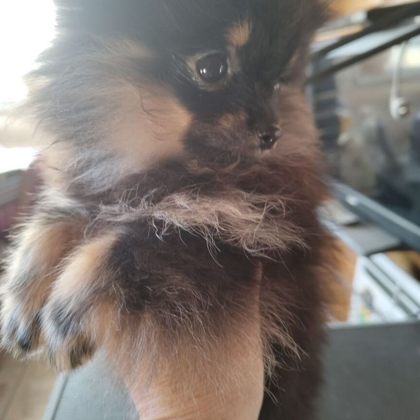Померанский шпиц мини девочка