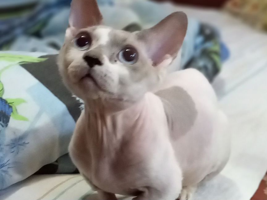 Канадский сфинкс вязка