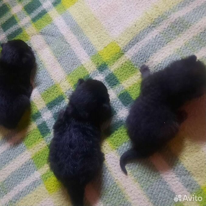 Три чёрных котика ищую дом