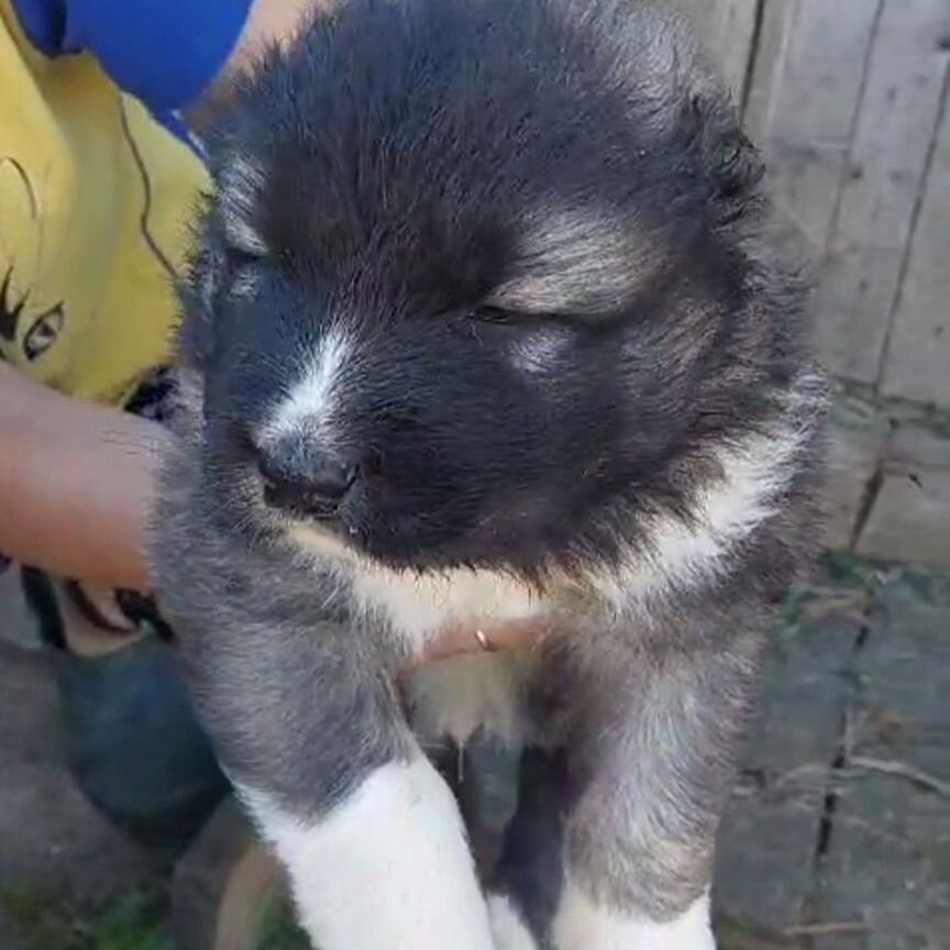 Щенки кавказской овчарки