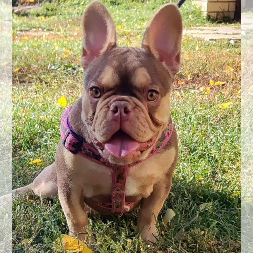 Французский бульдог, взрослая собака