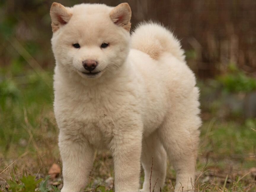 Сиба ину белый малыш
