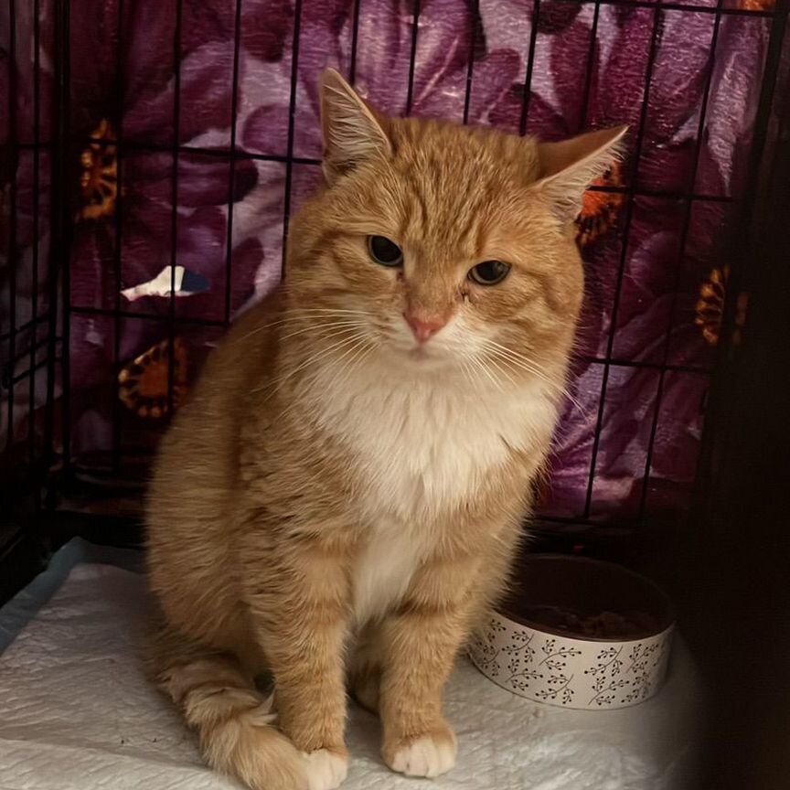 Котенок подросток