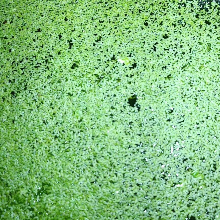 Ряска для аквариума