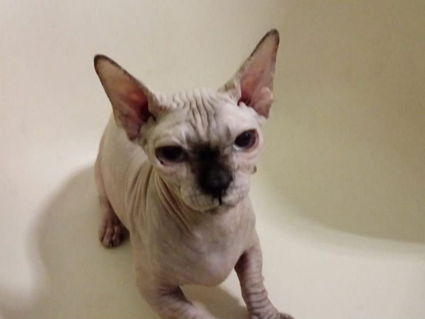 Канадский сфинкс кошка