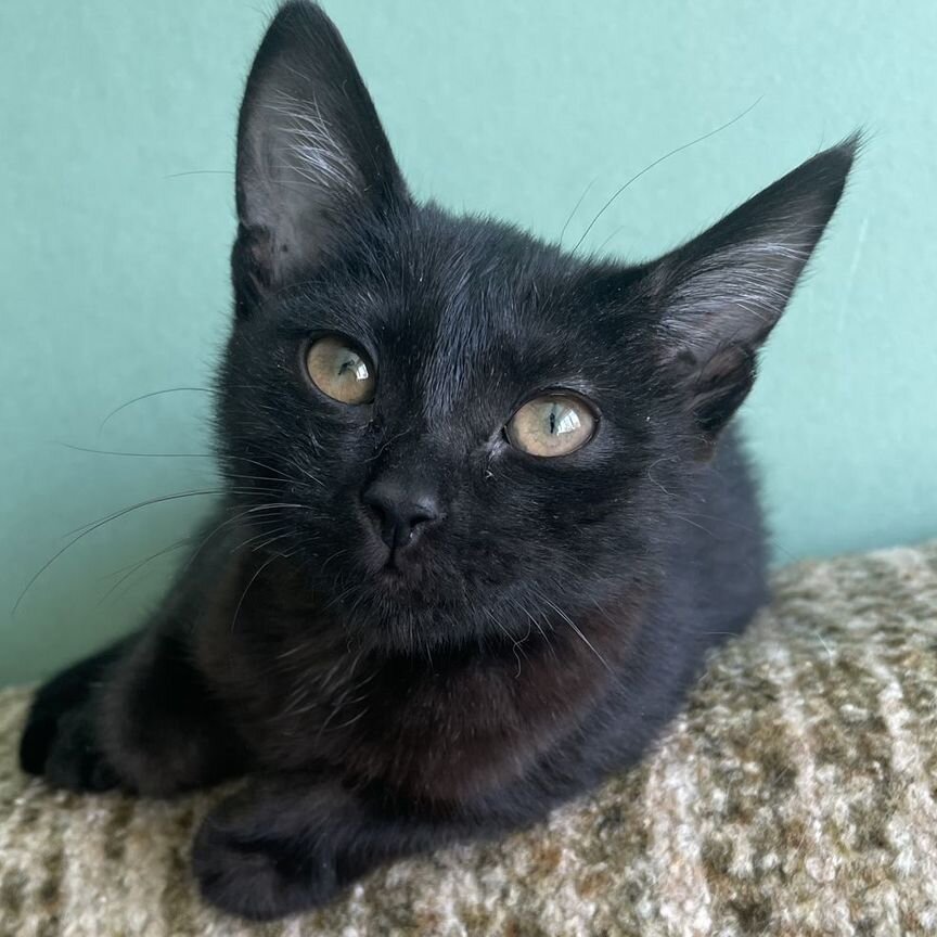 Котенок девочка 2 месяца
