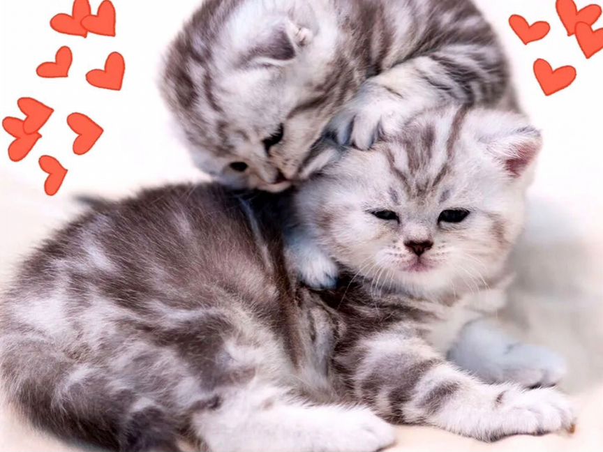 Шикарные плюшки) Мрамор На Серебре