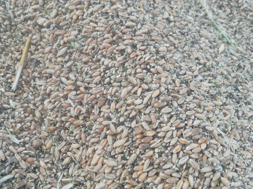 Пшеничные зернокорма