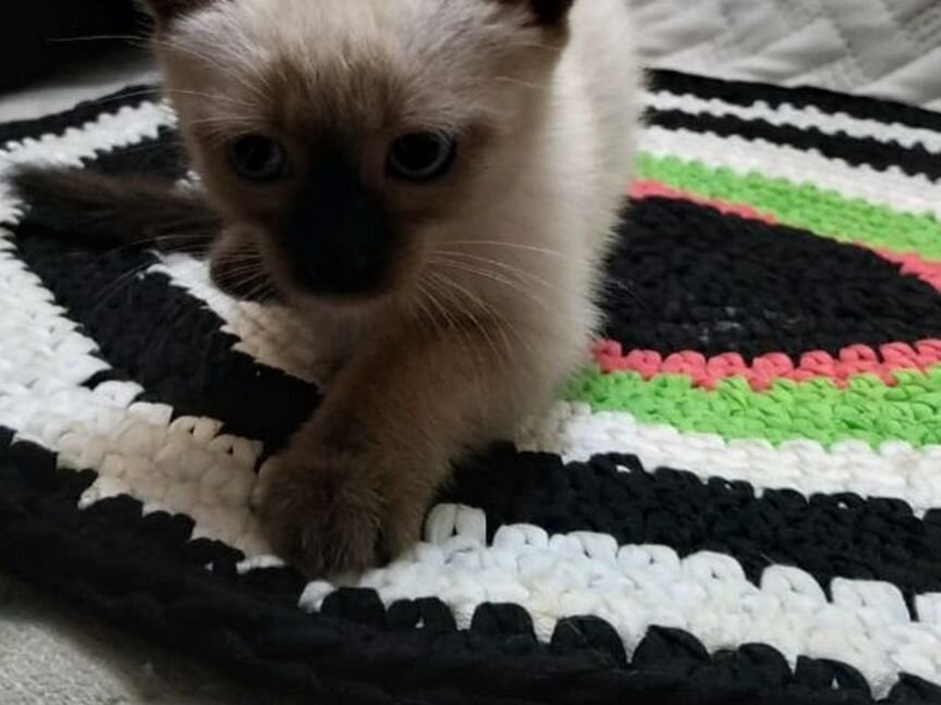 Тайские котята
