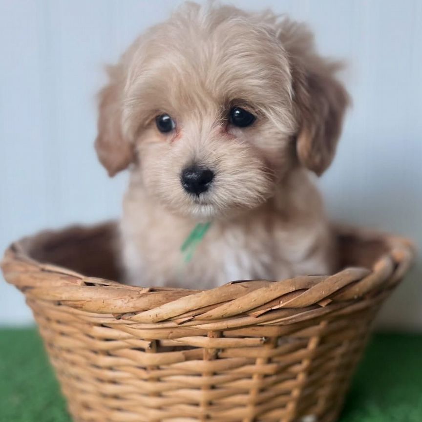 Мальтипу, щенок