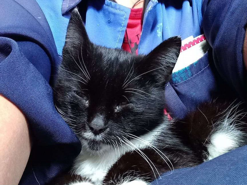 На предприятии пропадает кошечка