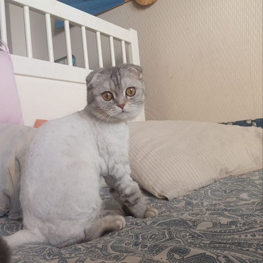 Буся, 3 года