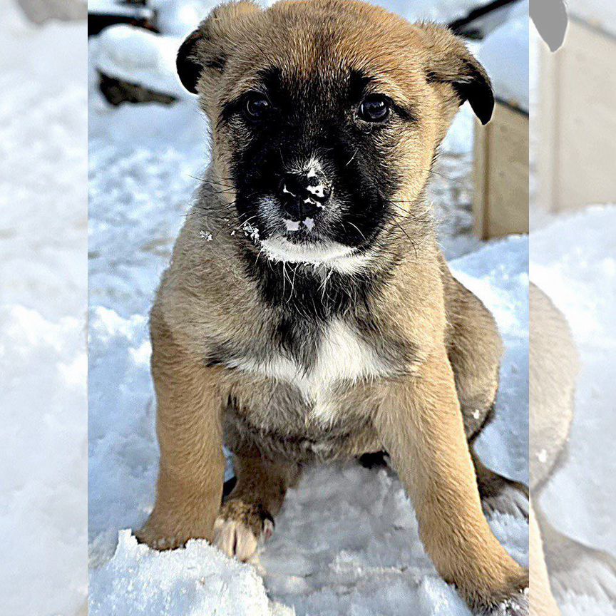 Щенок в добрые руки