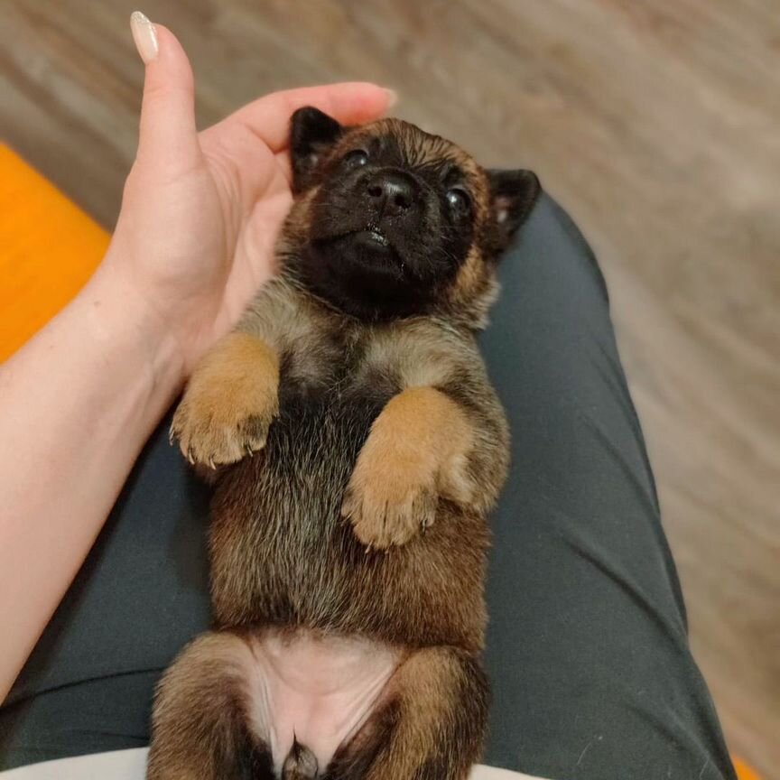 Бельгийская овчарка малинуа