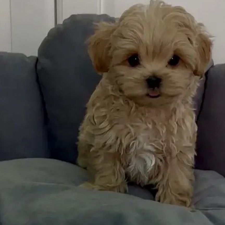 Мальтипу, щенок