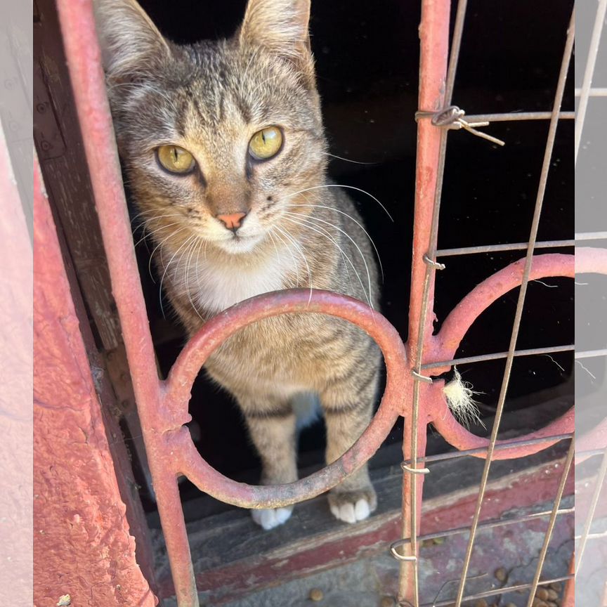 Котёнок-подросток брошен на улице