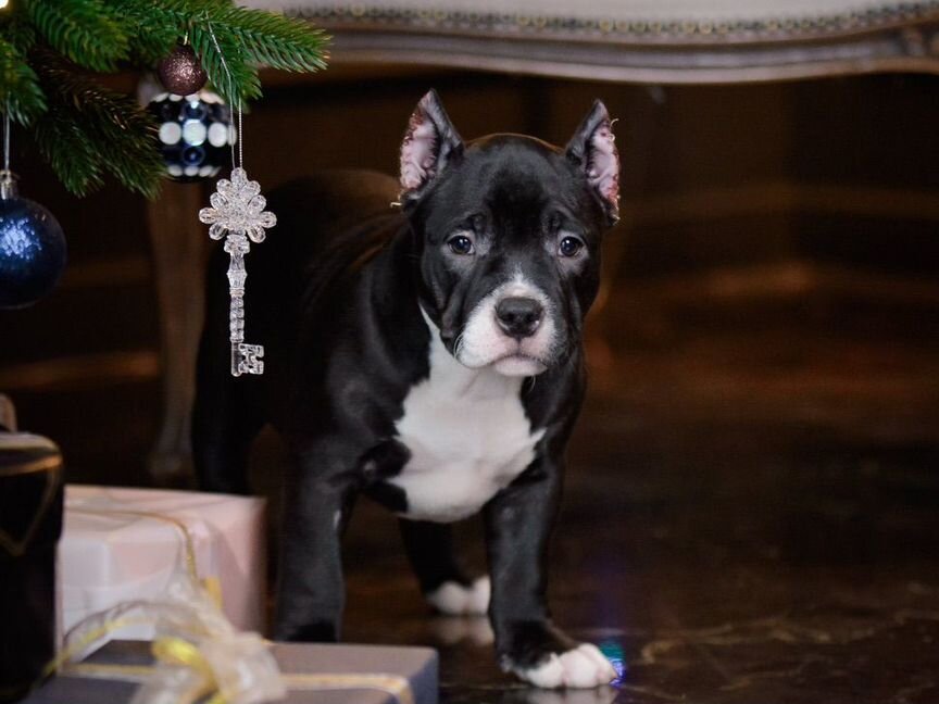 Американский булли Девочка