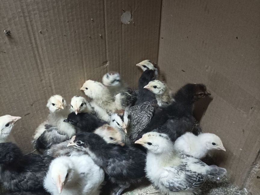 Цыплята мясо яичных пород